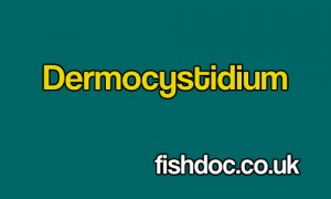 Parasites Microscopic – Koi & Aquarium Fish Diseases