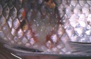 Case: Bacterial ulcer a very typical case – Koi & Aquarium Fish Diseases