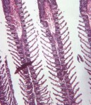 Gill Disease: A Distressing Situation – Koi & Aquarium Fish Diseases